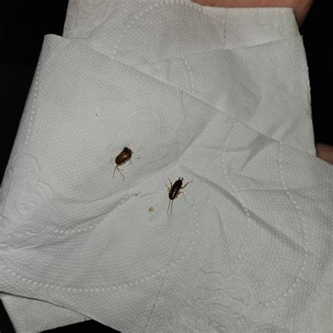 이거 혹시 무슨 바퀴벌레 유충인지 알 수 있을까요 ㅠㅜ 일본 아니면 먹바퀴 같은데 둘중에 뭘까요 ㅜㅜ 지식in