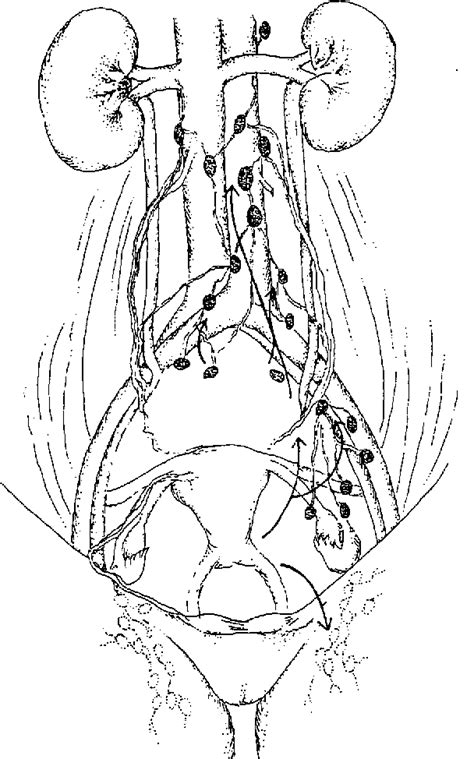 Figure 2 From Laparoscopic Anatomy Of The Pelvis Semantic Scholar