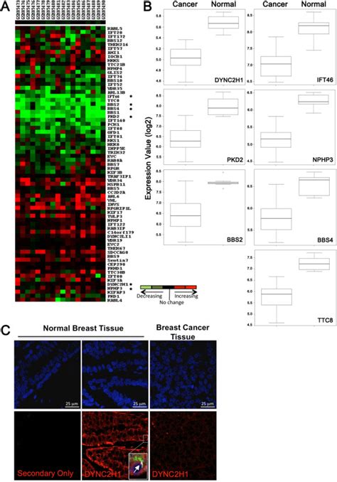 Characterization Of Human Breast Cancer Samples For Expression Of Download Scientific Diagram