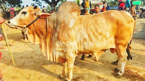 ২০২৩ সালের কোরবানির উপযোগী শাহীওয়াল ষাঁড় গরুর দাম জানুন Youtube