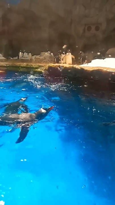 Peguin Shortvideo Amazing Youtube