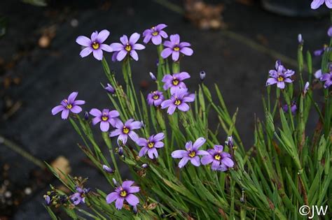 Sisyrinchium Bellum Dwarf California Flora Nursery
