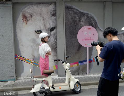 上海“猫街”人气倍增 中外游客络绎不绝 图片 海外网