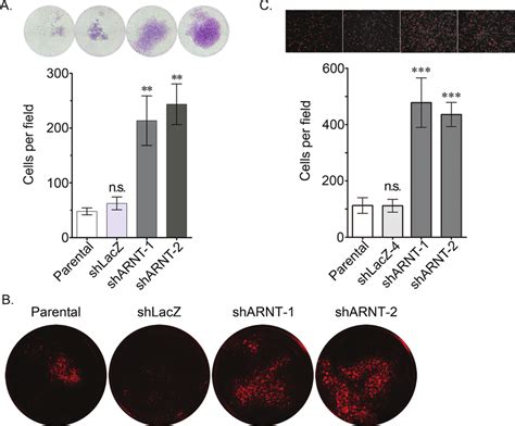 Loss Of Arnt Increases Tumor Cell Invasion A The Invasive Properties