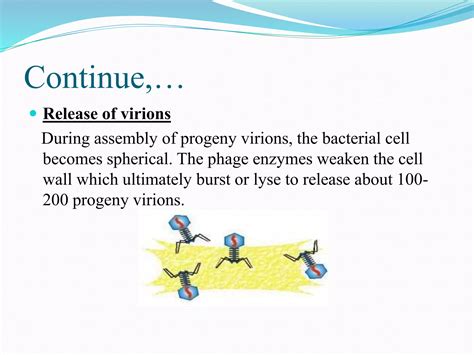 Bacteriophages And Its Classification Cycles Therapy And Applications