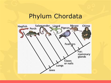 What Are The Six Classes That Phylum Chordata Is Split