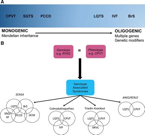 New Insights Into The Genetic Basis Of Inherited Arrhythmia Syndromes Circulation
