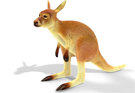 Kangaroo 3d Model Turbosquid 1739345