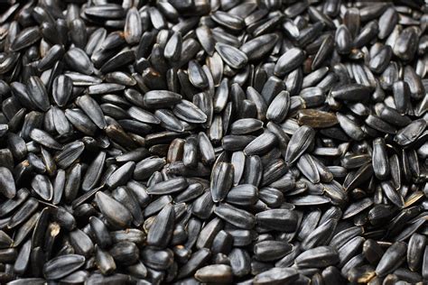 Edible Seeds World Crops Database