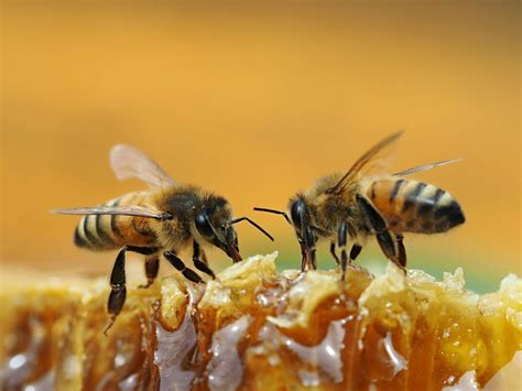 Inside The Baffling Subreddit Where People Talk About Having Sex With Bees