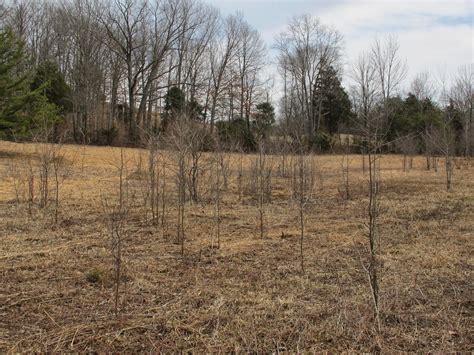 Blue Jay Barrens East Field