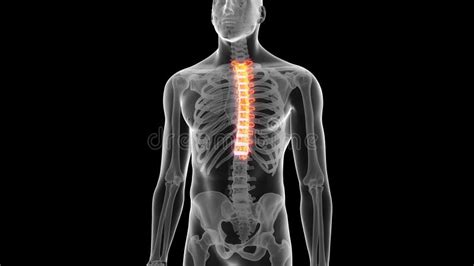 Thoracic Spine T 3 Bone Anatomy For Medical Concept 3d Animation Stock