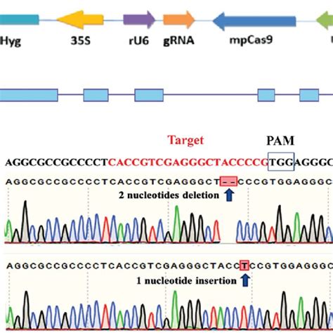 Crisprcas9 Mediated Editing Of Tms5 A Vector Structure Of Cas9grna