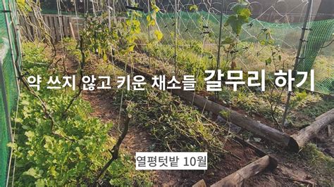 열평텃밭11열심히 따 먹은 고구마순에 고구마가 달릴까포대화분에 기른 생강수확하기 멀칭으로 심은 땅콩 수확 고춧잎