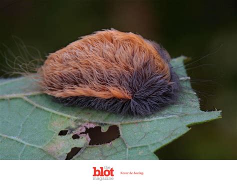 Hairy Poisonous Puss Caterpillars That Will Make You Vomit Invade Va