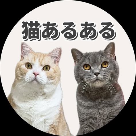 ねこある猫との暮らしあるある nekoaru aruaru Instagram photos and videos