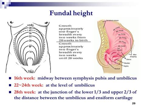 Info On Where Your Bump Is BabyCenter