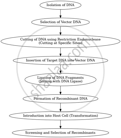 Restriction Endonucleases Are Used In Genetic Engineering To Form Recombinant Dna Explain Only