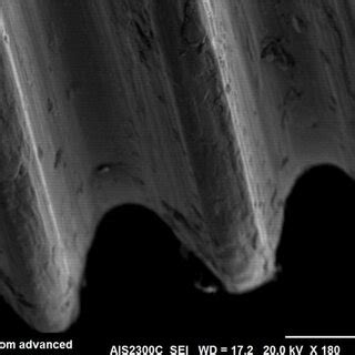 Sem Image Of Sample Figure Sem Image Of Sample In Other Download Scientific Diagram