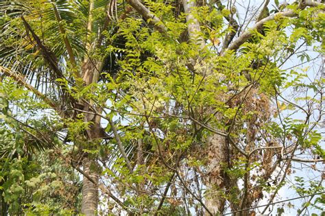 Spondias Indica Eflora Of India