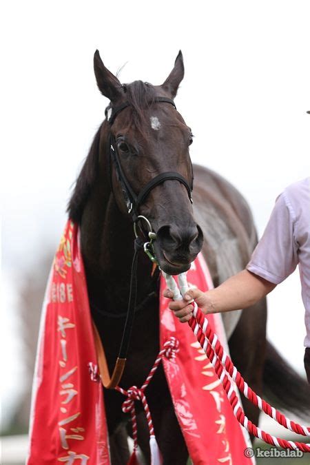 【キーンランドc】秋に向けて視界良好！ナムラクレアが力の違いを見せて重賞4勝目！ 競馬ニュース 競馬ラボ