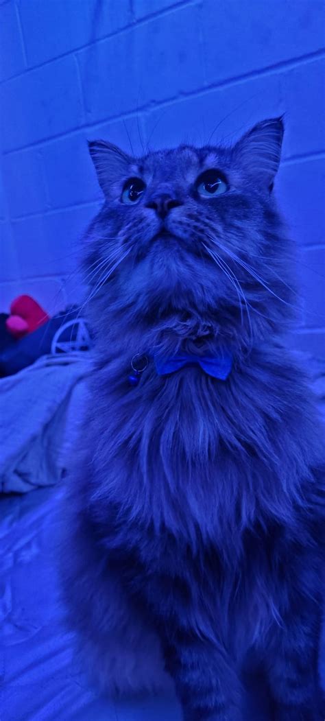Shes So Cute ️ ️ Oc Raww