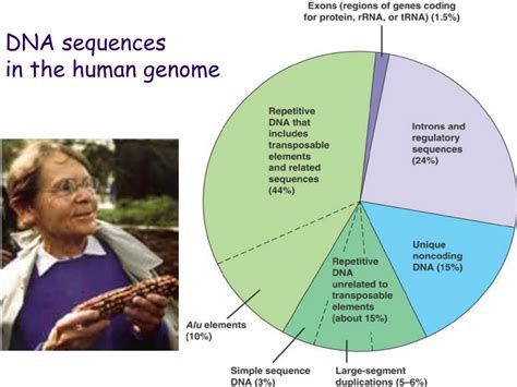 Ppt Cot 6930 Hpc And Bioinformatics Introduction To Molecular Biology Powerpoint Presentation