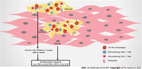 Immune Attack And Inflammation In The Skeletal Muscle In Download