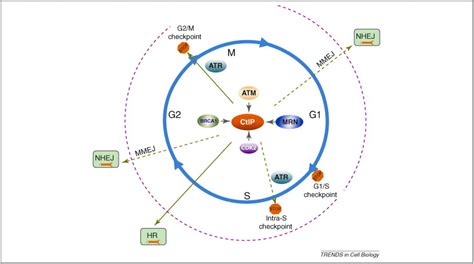 G2 Phase Cell Cycle Checkpoints
