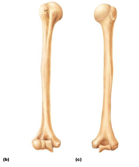 Unlabeled Ulna And Radius Radius And Ulna Bones Anatomy Anterior Markings