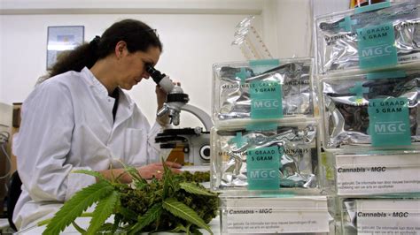 How Colorado Scientists Study Weed