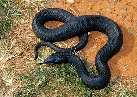 Melanistic Animals