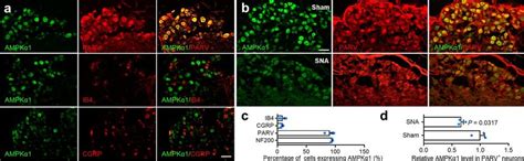 Ampkα1 Expression In Nf200 Parv Cgrp And Ib4 Positive Drg Neurons A