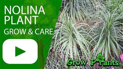 Nolina Plant Grow And Care Bear Grass Plant Youtube