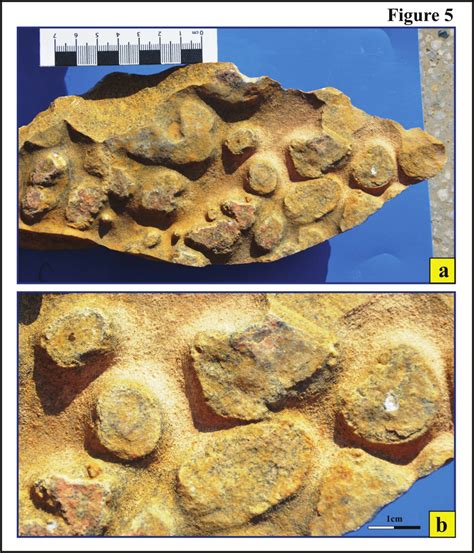 A Margaritichnus Trace Fossil Showing Endichnial Vertically Download Scientific Diagram