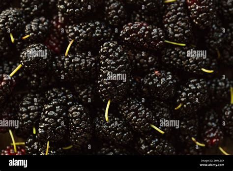 Morus Alba Or Mulberries On White Background Black Mulberries Are The