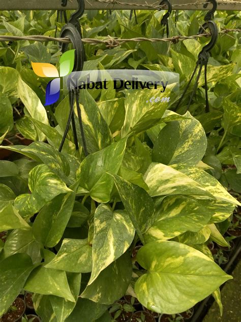 بوتس Nabat Delivery The Plant That You Deserve