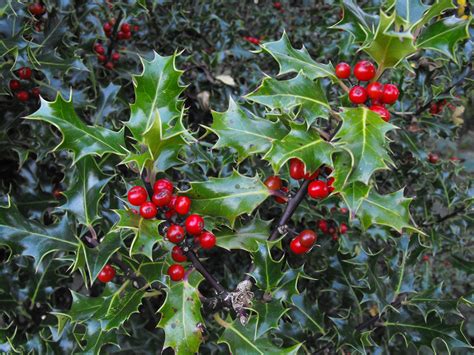 Mistletoe Wallpaper WallpaperSafari