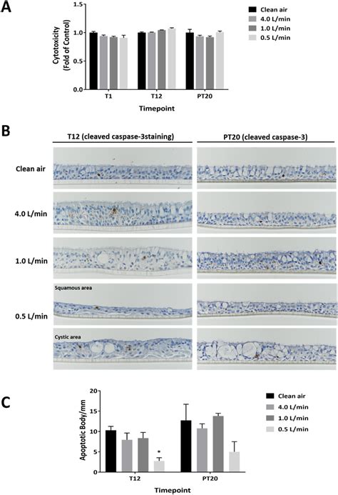 Cytotoxicity Of Cs In The Ali Cultures Cytotoxicity Associated With Cs