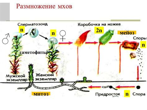 Жизненные циклы растений - online presentation