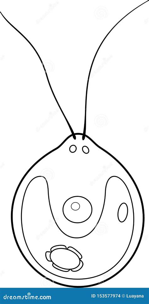 Estructura De La Célula Chlamydomonas Ilustración Del Vector
