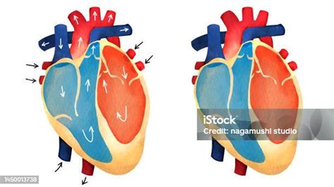인간 심장의 순환 구조 심장에 대한 스톡 벡터 아트 및 기타 이미지 심장 수채화 판막 Istock