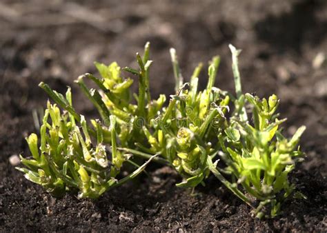 Slug Damage Stock Photo Image Of Gardening Fresh Domestic 249822342