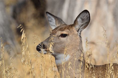 7 Bow Shooting Tips For Long Range Accuracy Outdoor Life