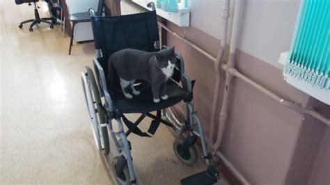 Создать мем кошки инвалид инвалидная коляска Ottobock обзор Картинки Meme