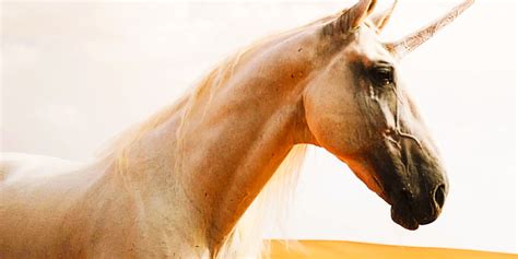 Was Ciris Unicorn In The Witcher Season 3 Real Importance And Wild Hunt Connection Explained