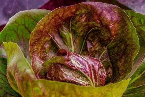 Top Problems Growing Lettuce And How To Fix Them Ready To Diy