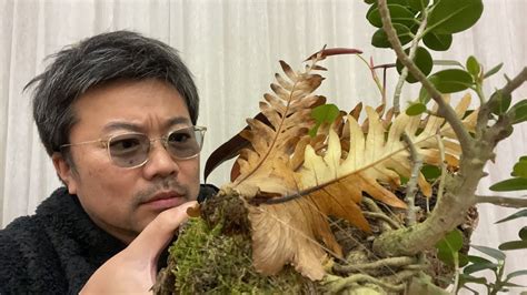 趣味の園芸これカッコいいぜの放送が終わって YouTube