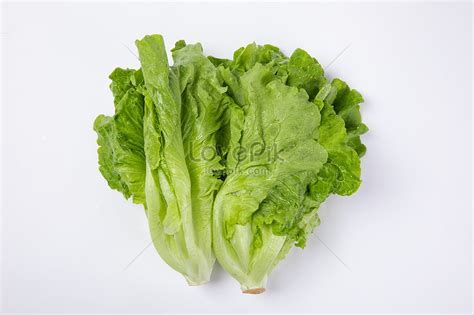 양상추 이미지 사진 501327934 무료 다운로드