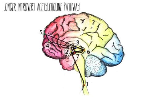 Why Extroverts Like Action And Introverts Like Calm The Brain